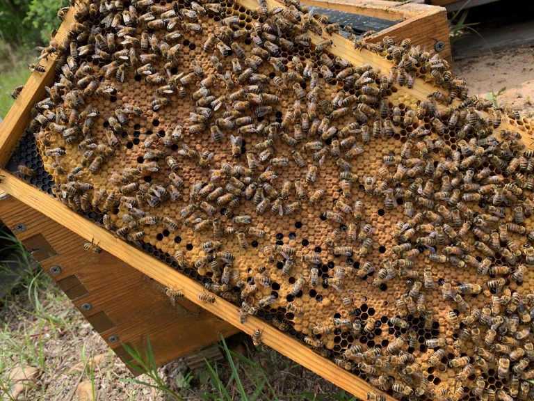 Types of Comb and What They Tell Us About Our Bees - Backyard Beekeeping